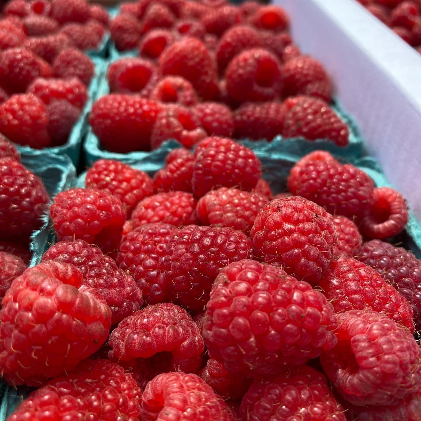 Red Raspberries WHOLESALE | Harvest Lane Farm Market