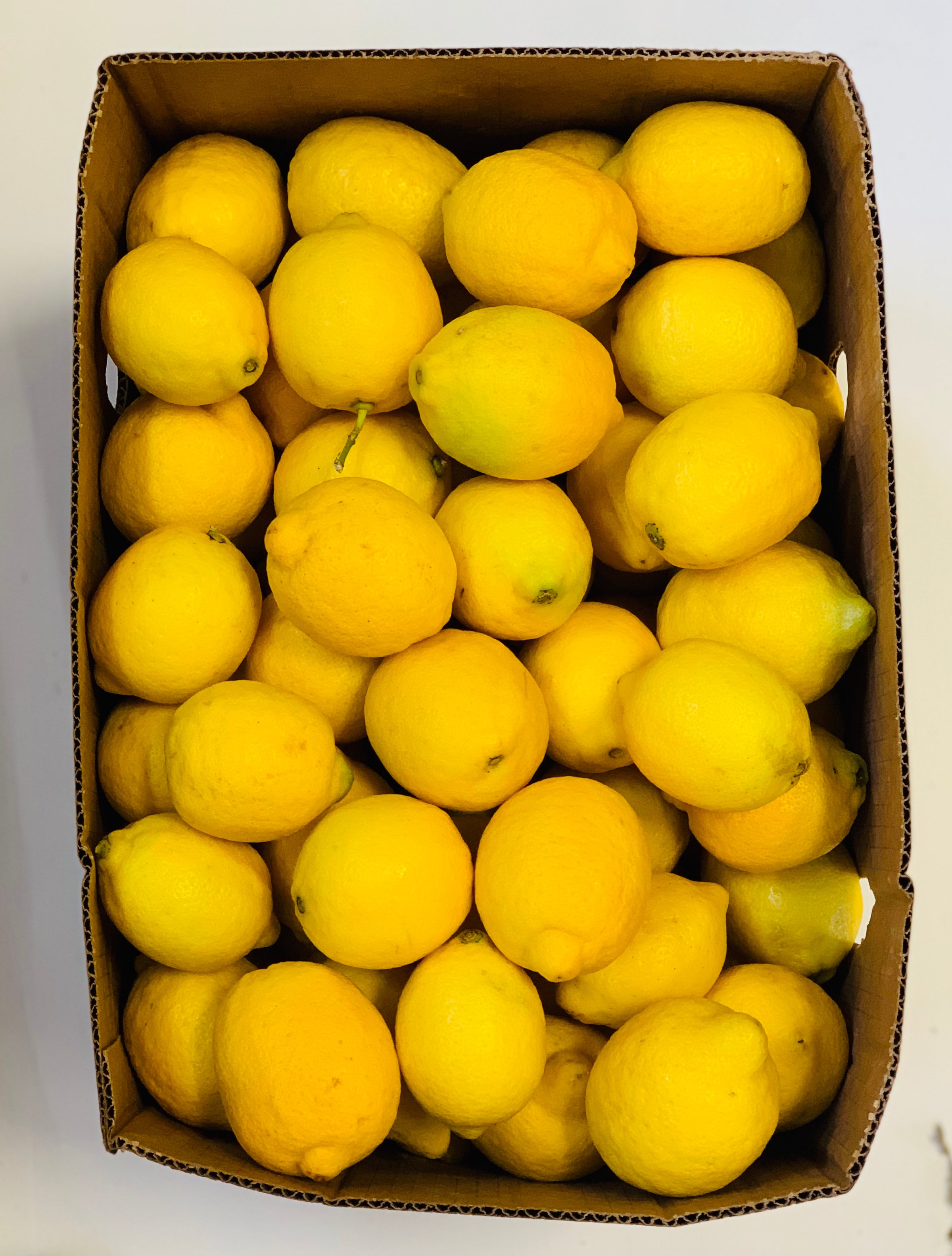 Lemons WHOLESALE | Harvest Lane Farm Market